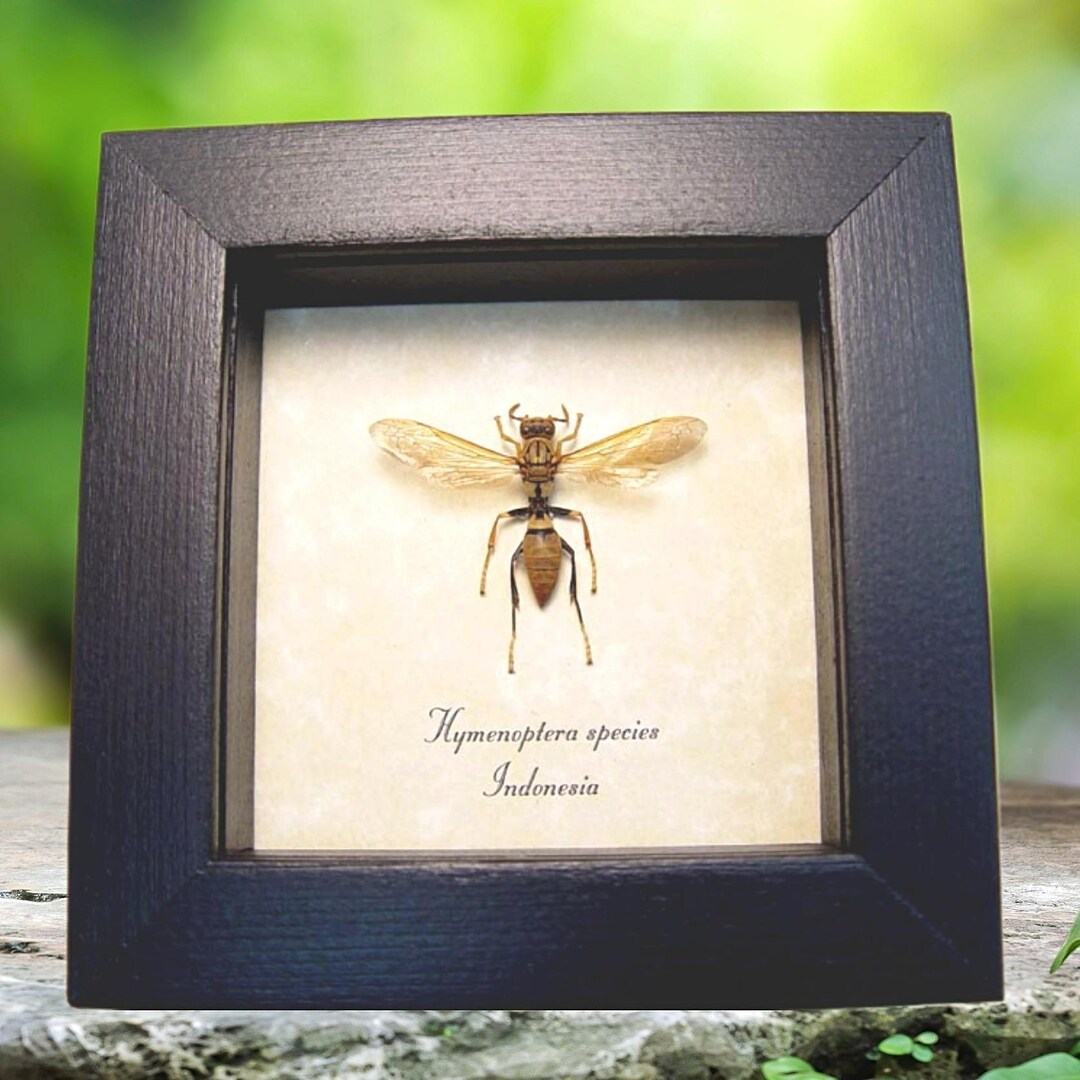 Golden Wasp Hymenoptera Real Framed Taxidermy Display - Etsy