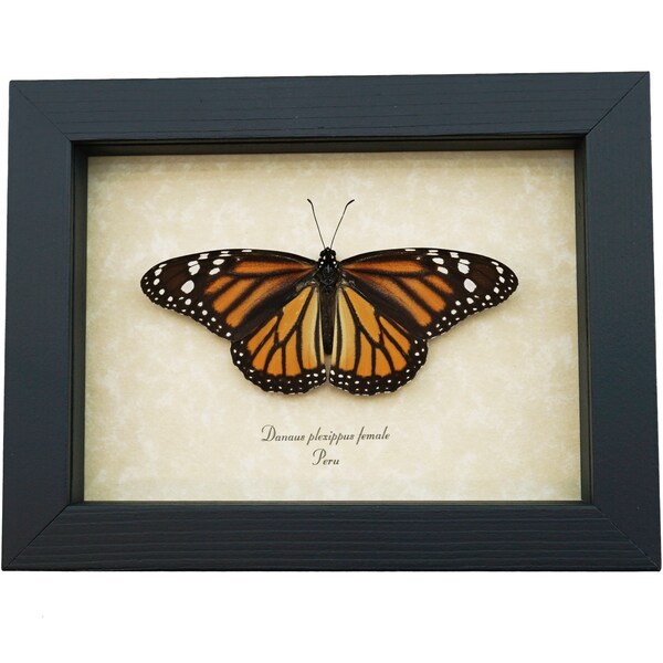 Monarch Butterfly - Etsy