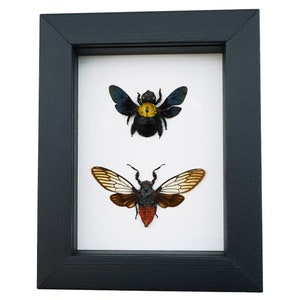 Gold Carpenter Bee Red Devil Cicada Set Framed Insect Taxidermy Classic ...