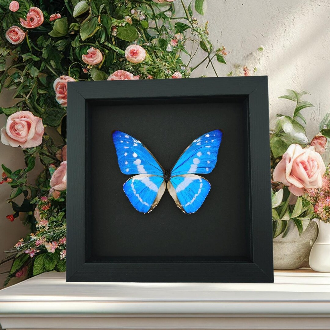 Real Blue Butterfly Butterfly Morpho Cypris Framed Taxidermy Moonlight ...