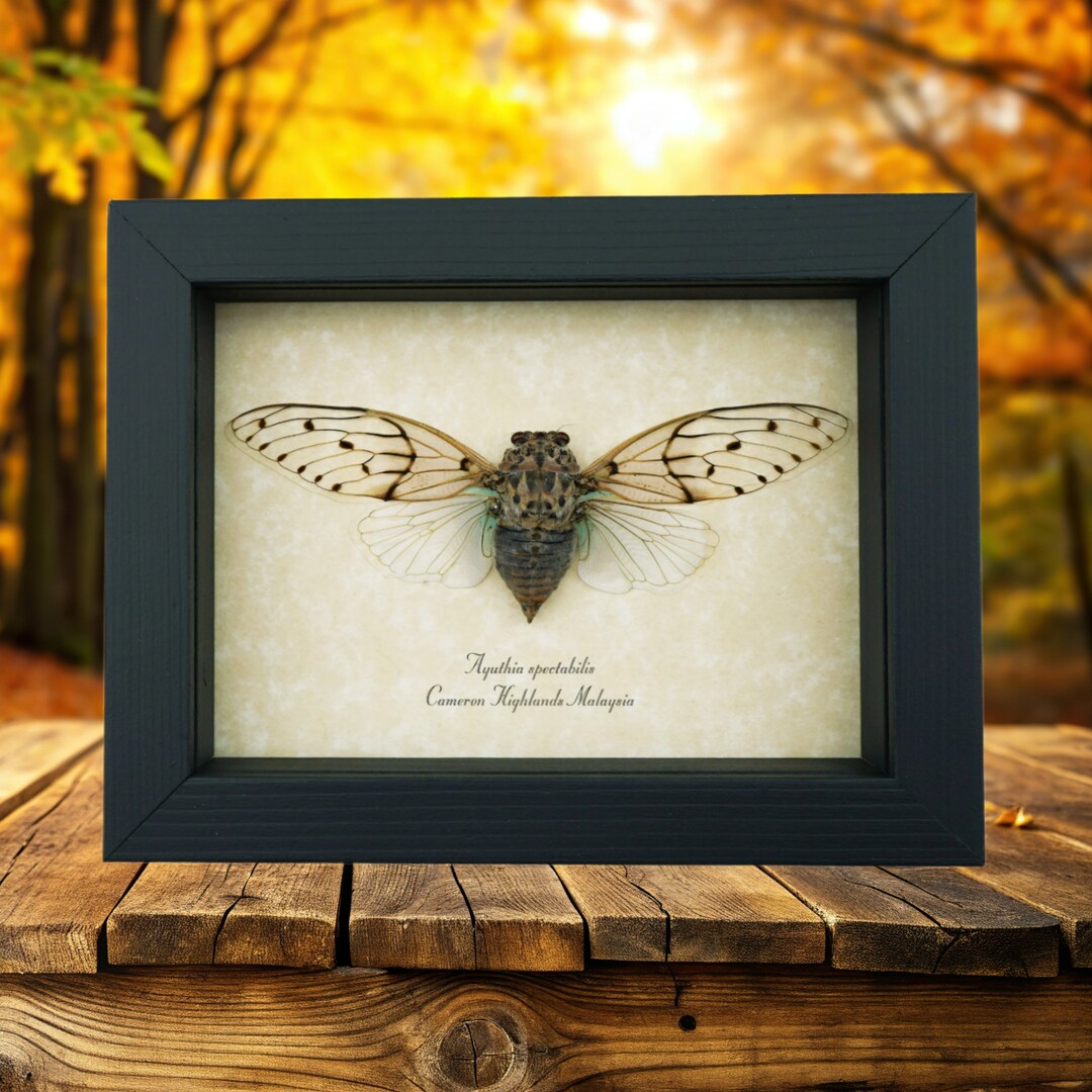 White Ghost Cicada Ayuthia Spectabilis Framed Insect Taxidermy Display ...
