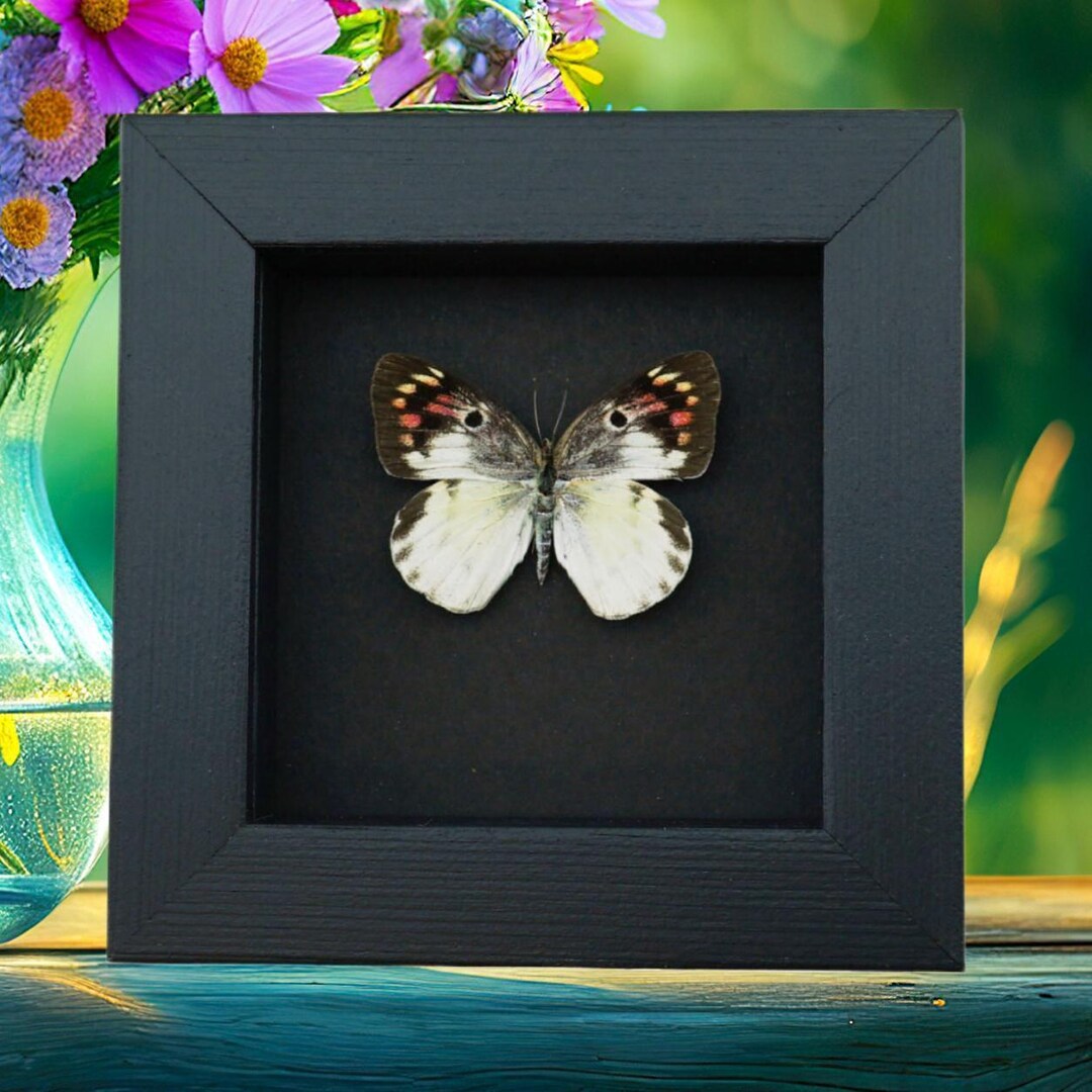 Real Framed Pink Cat Face Butterfly Colotis Zoe Female Taxidermy ...