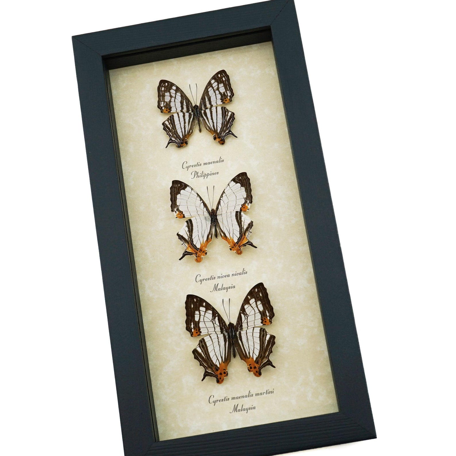 Real Framed Butterflies Map Butterfly Collection Taxidermy Display - Etsy