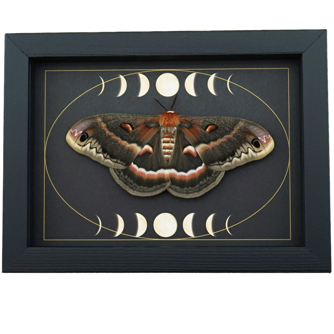 Real Resting Moth Moon Phases Hyalophora Cecropia Female Framed ...
