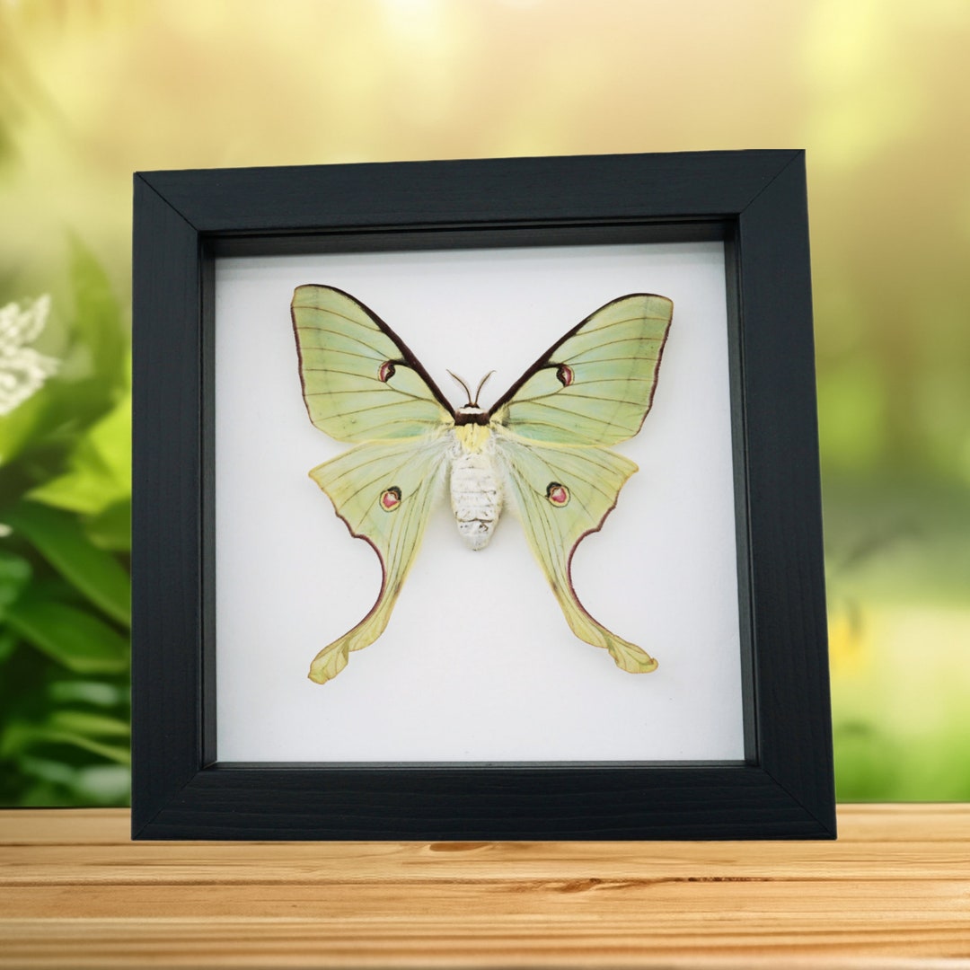 Real Luna Moth Actias Luna Rubromarginata Female Framed Taxidermy ...