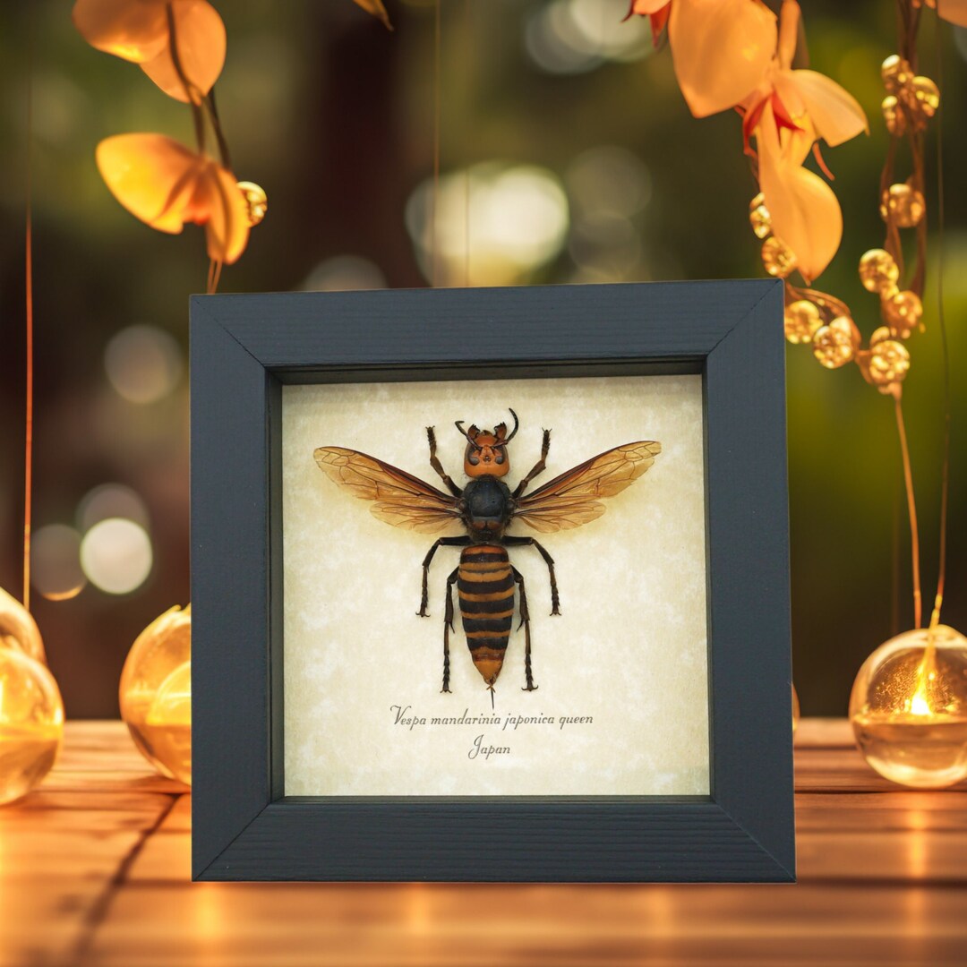 Jumbo Queen Murder Hornet Vespa Mandarinia Japonica XXL Asian Giant Hornet Framed Taxidermy - Etsy