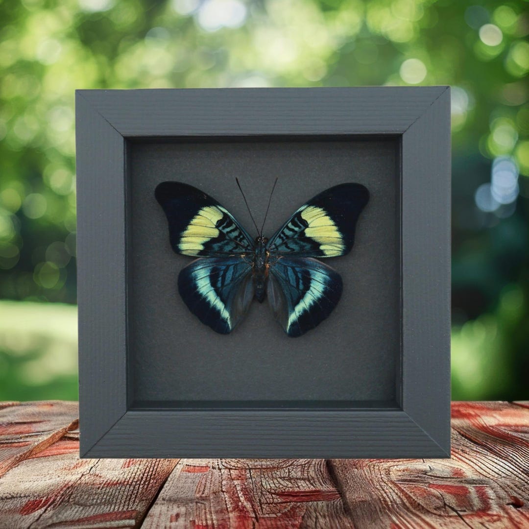Panacea Prola Red Flasher Butterfly Framed Taxidermy Moonlight Display ...