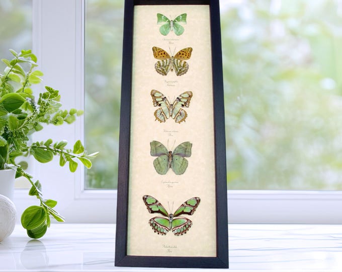 Green Leaf Mimic Butterfly Collection Framed Butterflies Museum ...