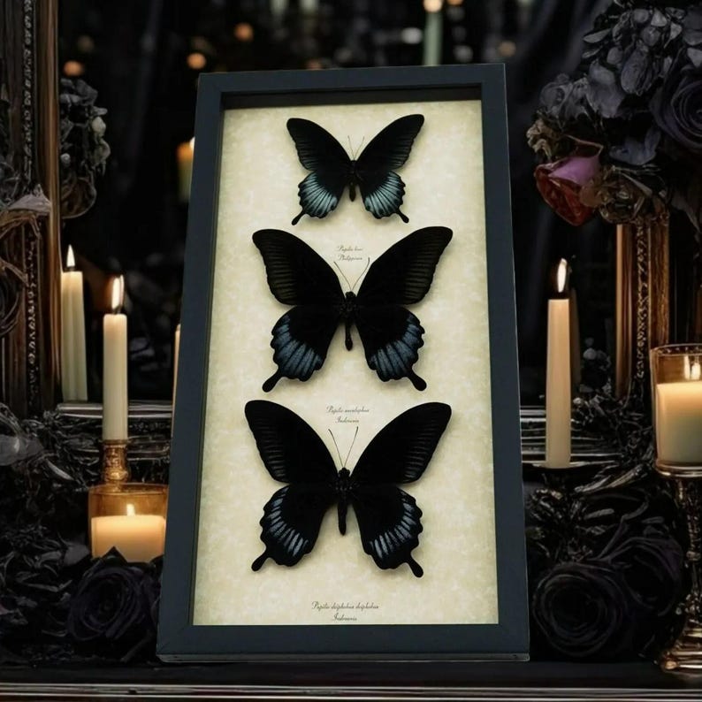 Gothic Butterfly Collection Framed Black Swallowtail Butterflies ...
