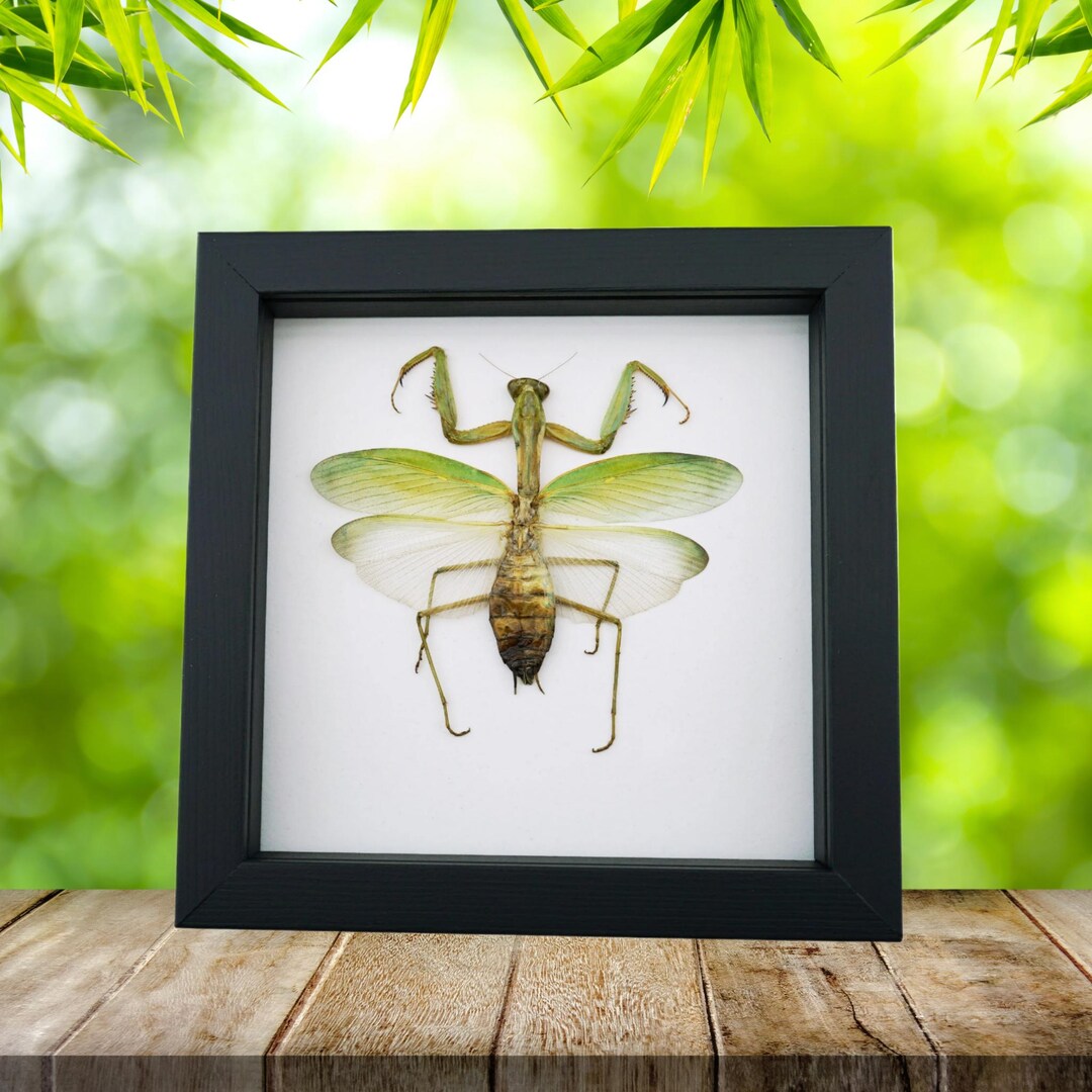 Praying Mantis Green Leaf Mimic Framed Insect Taxidermy Classic Black ...