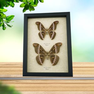 Real Framed Moth Set Samia Luzonica Pair Giant Silk Moths Framed ...