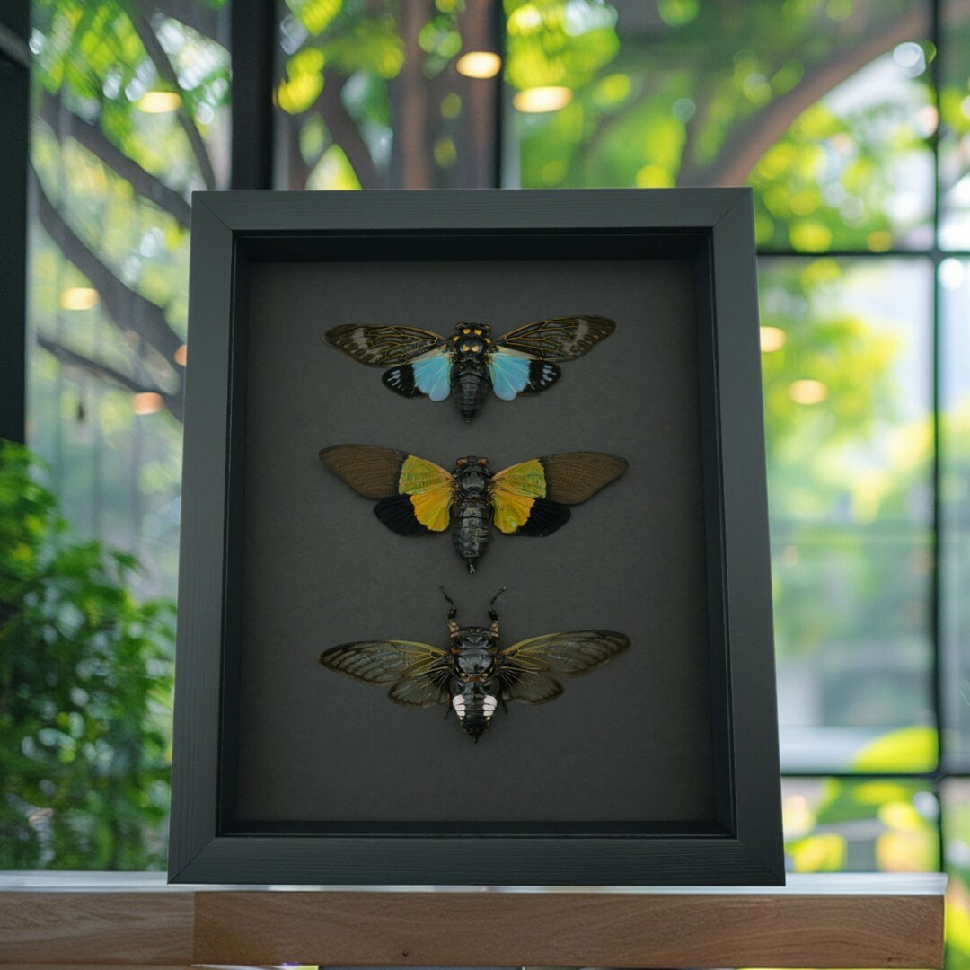 Cicada Collection Real Framed Insect Taxidermy Moonlight Display - Etsy