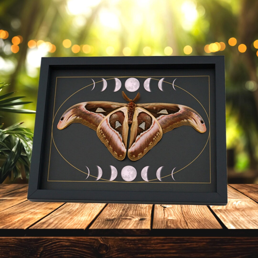 Real Framed Snakehead Moth Moon Phases Attacus Atlas Verso Taxidermy ...