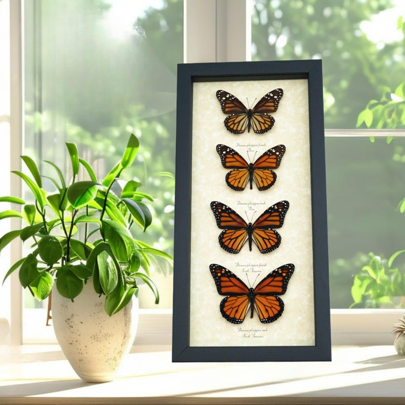 Monarch Butterfly - Etsy