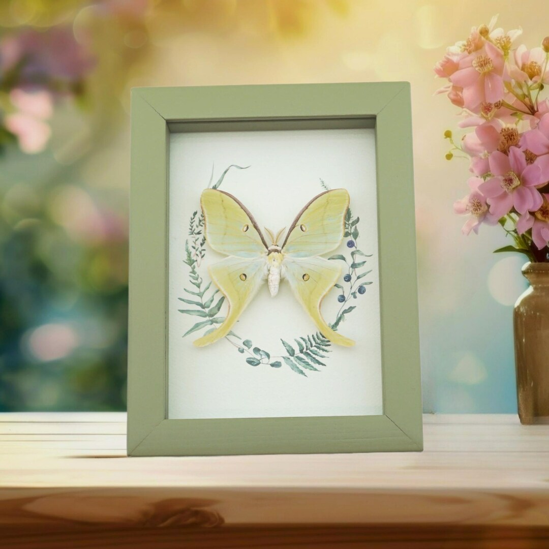 Real Framed Luna Moth Sage Green Ferns Actias Luna Taxidermy Display - Etsy
