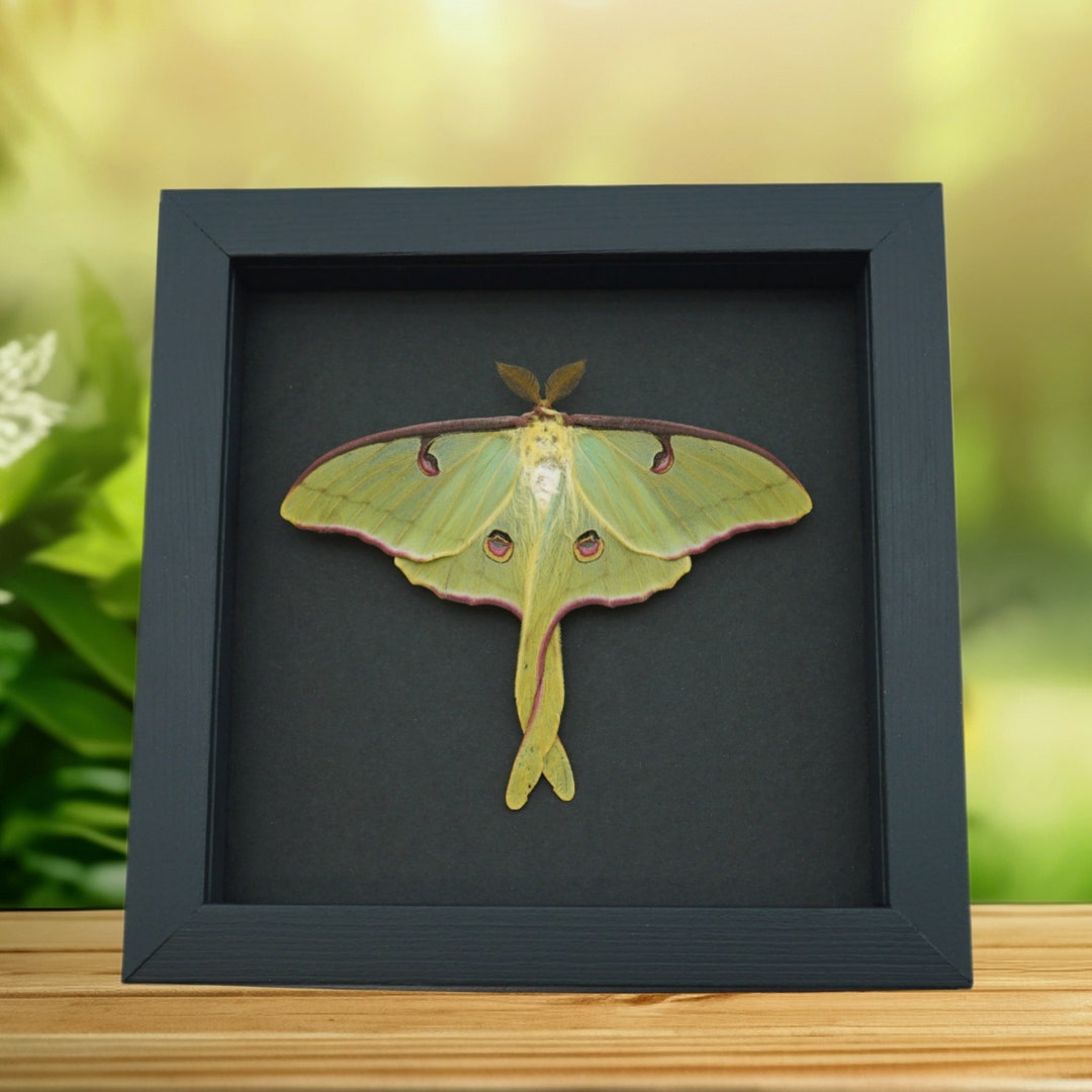 Real Framed Luna Moth Actias Luna Rubromarginata Resting Moonlight ...