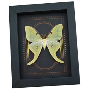 Real Framed Luna Moth Gothic Border Actias Luna Taxidermy Display - Etsy