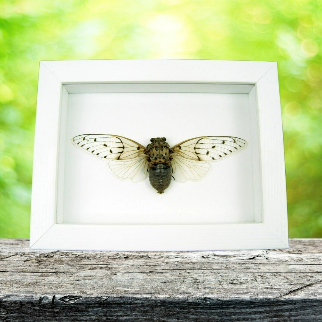 Real Framed White Ghost Cicada Ayuthia Spectabilis Insect Taxidermy ...
