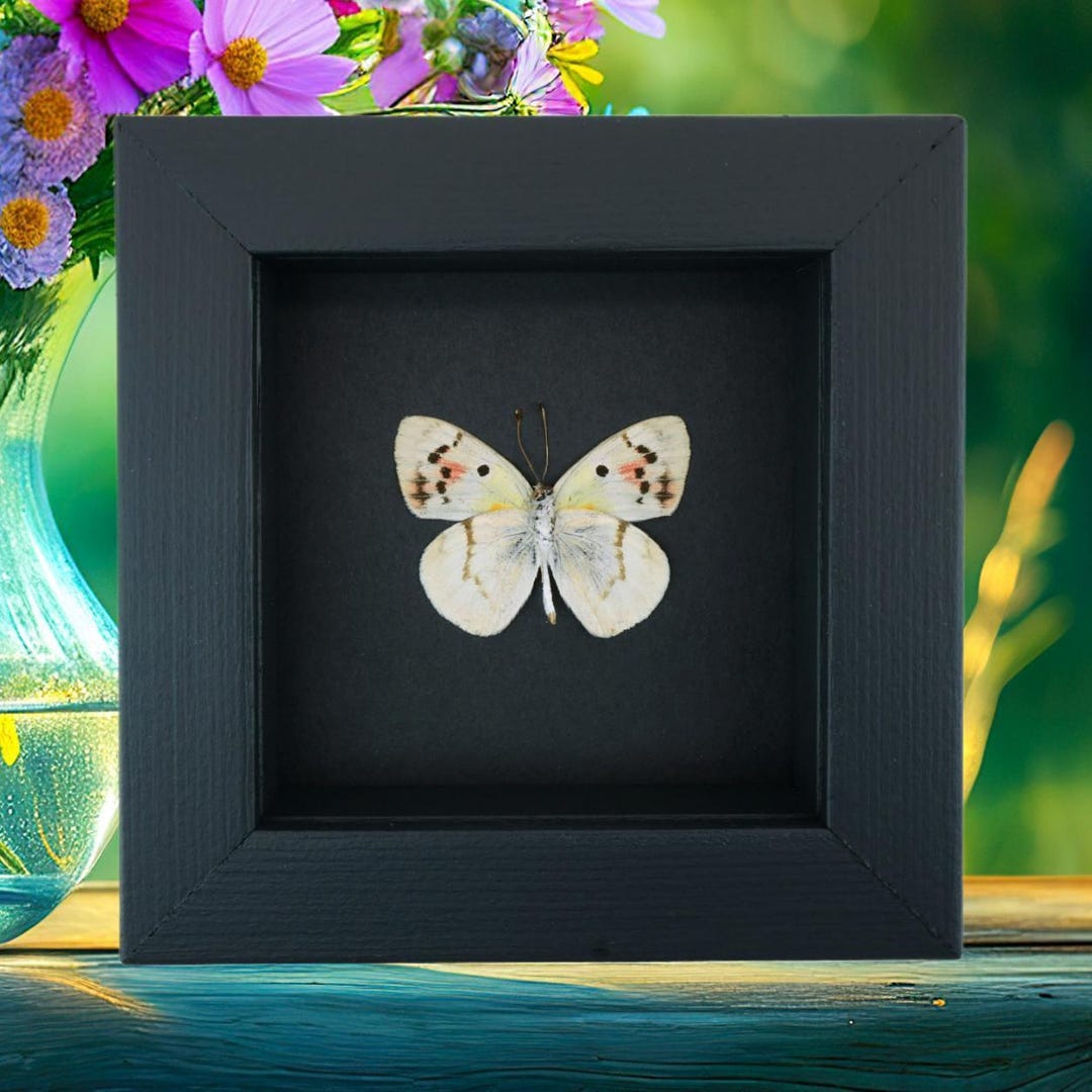 Real Framed Cat Face Butterfly Colotis Zoe Verso Taxidermy Moonlight ...