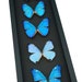 Stunning Diamond Morpho Collection Real Framed Blue Morpho - Etsy