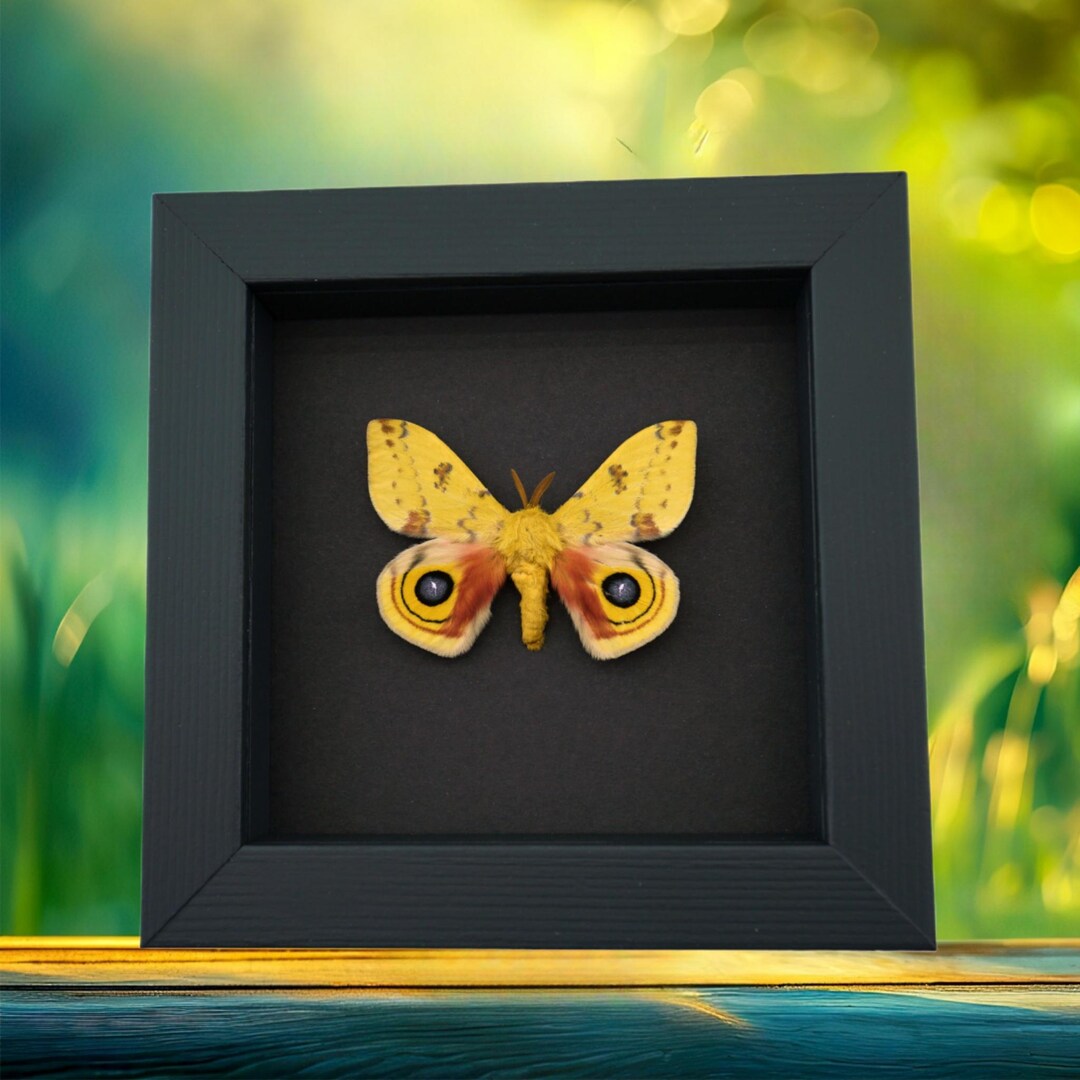 Automeris Io Silk Moth Real Framed Taxidermy Moonlight Display - Etsy