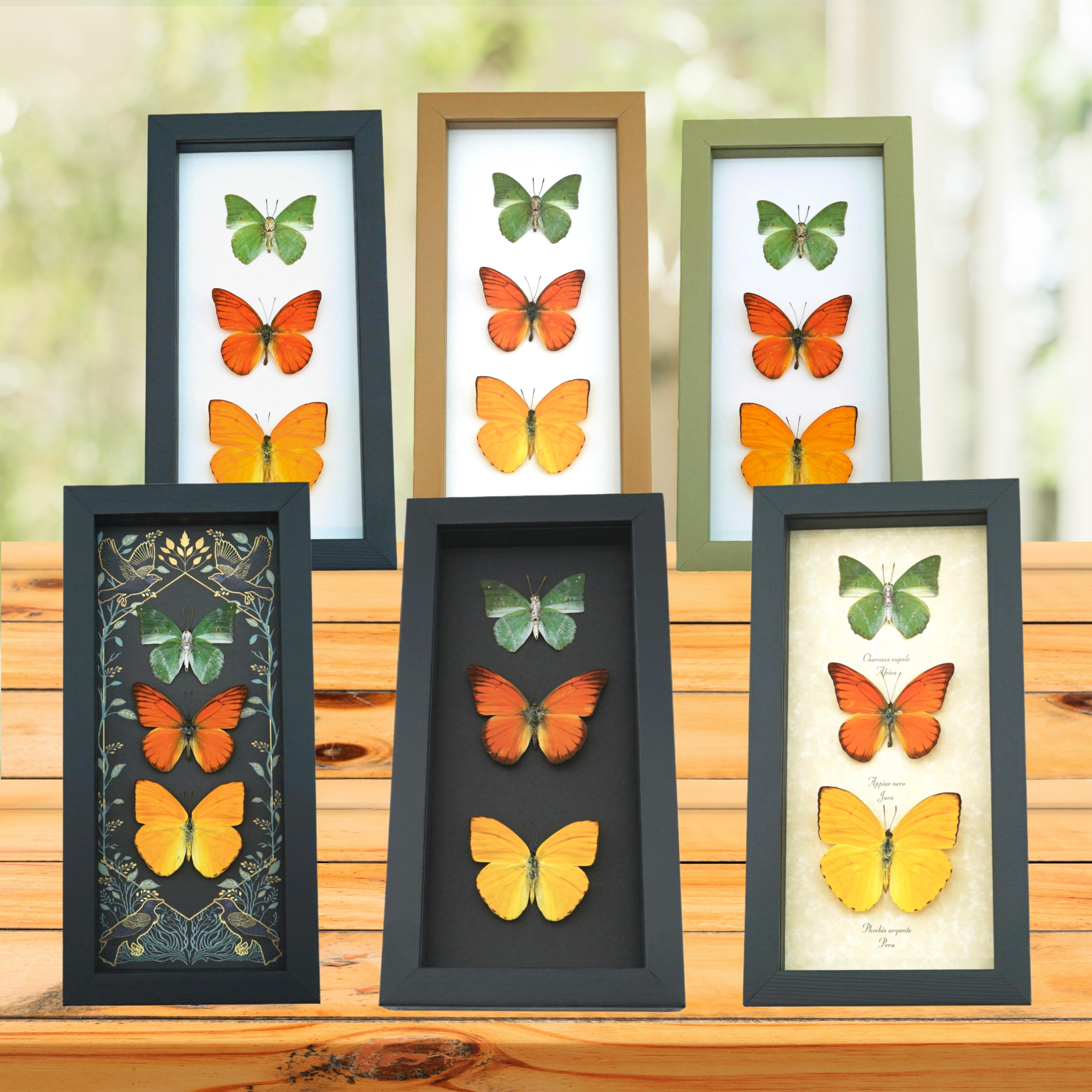 Pink Forester African Butterfly Euphaedra Xypete Real Framed Taxidermy ...