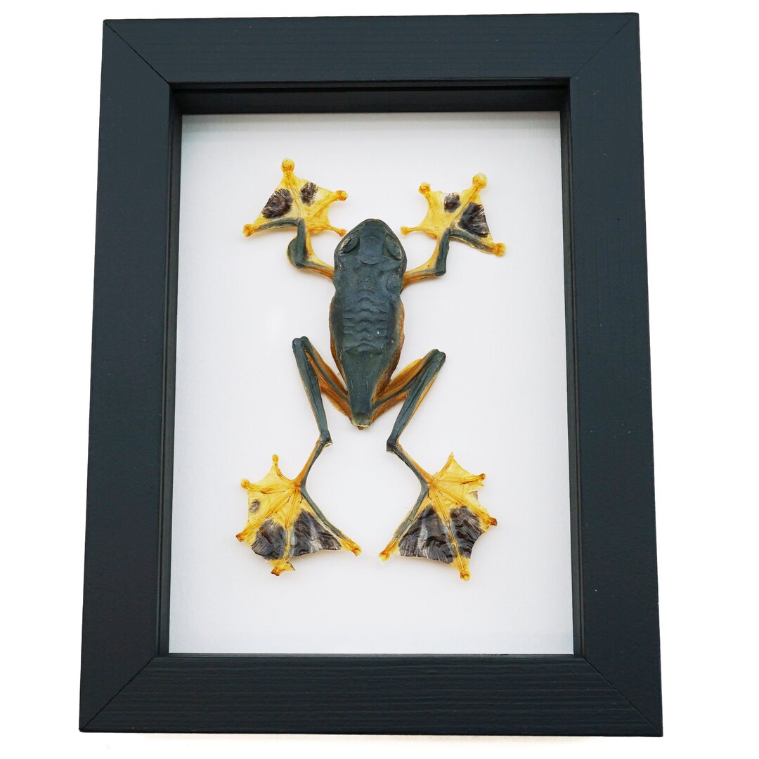 Flying Parachute Tree Frog Rhacophorus Reinwardtii Framed Taxidermy ...
