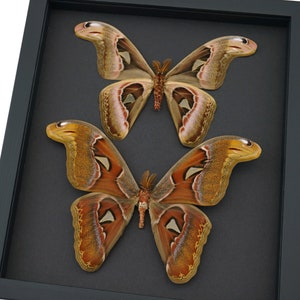 Real Framed Atlas Moth Set Snake Head Moths Taxidermy Moonlight Display ...