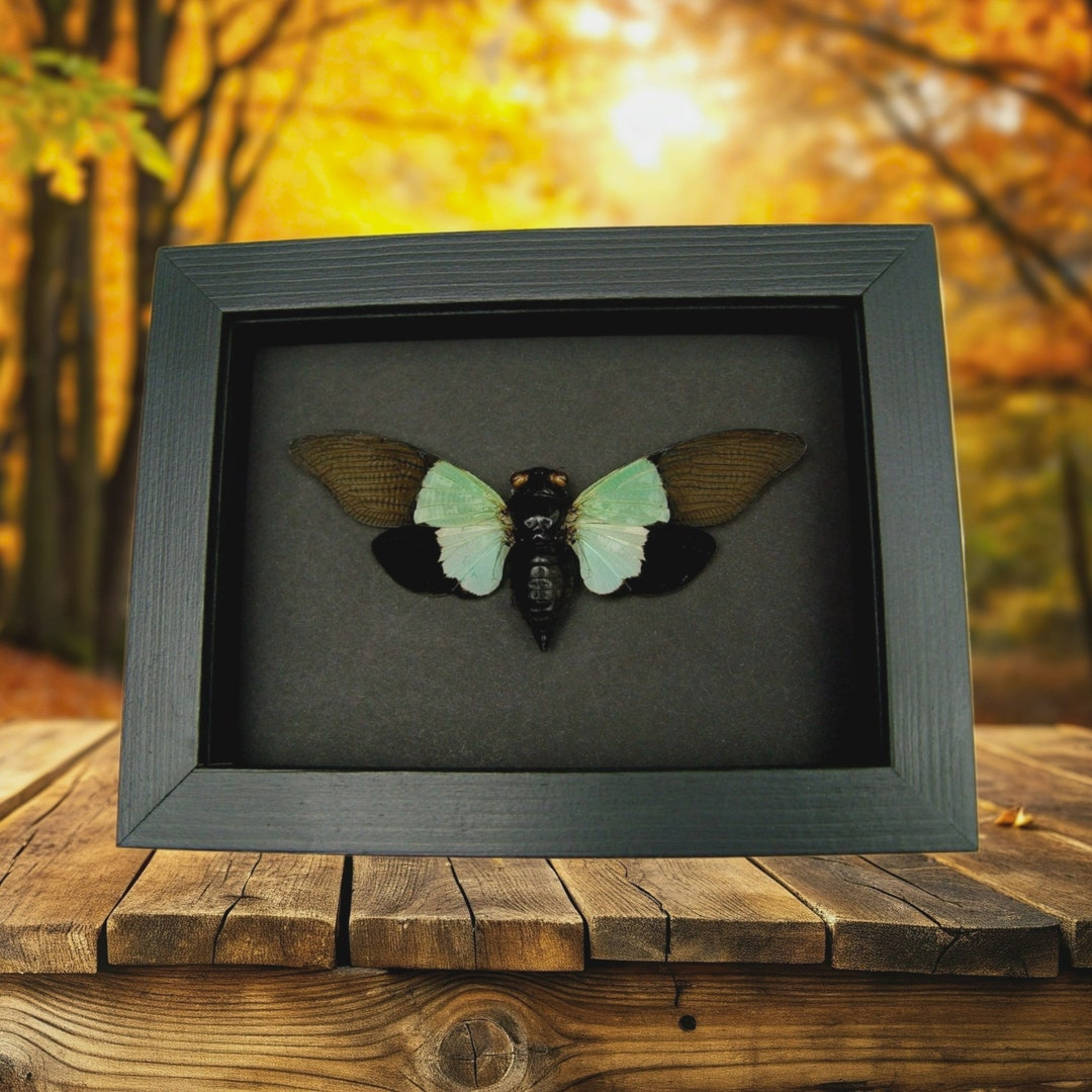 Trengganua Sybylla Sage Green Cicada Real Framed Insect Taxidermy Moonlight Display - Etsy