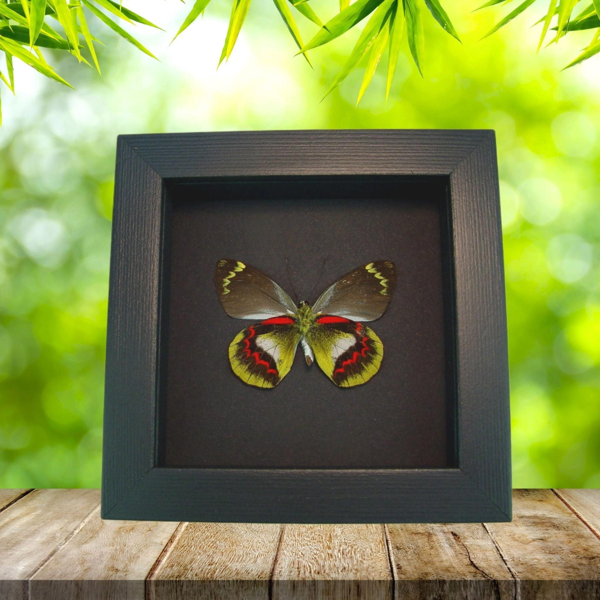 Delias Joiceyi Rare Australian Butterfly Real Framed Taxidermy Display ...