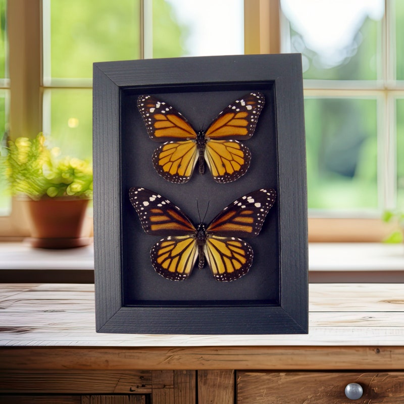 Butterfly Display - Etsy