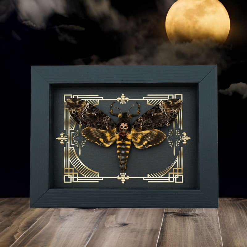 Death Head Moth - Etsy
