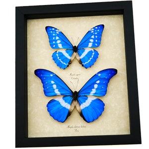 Blue Morpho Butterfly Collection Morpho Cypris Helena Real Framed ...