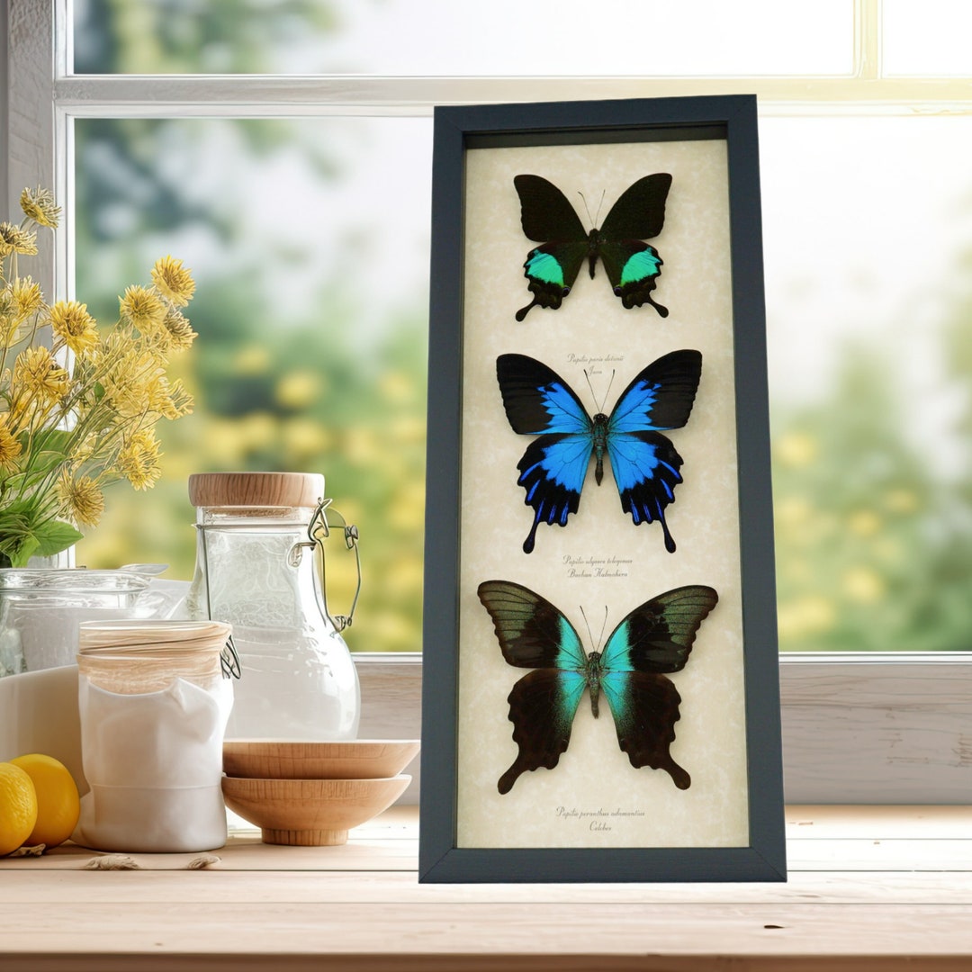 Butterfly Trio Papilio Paris Peranthus Ulysses Telegonus Framed Peacock ...