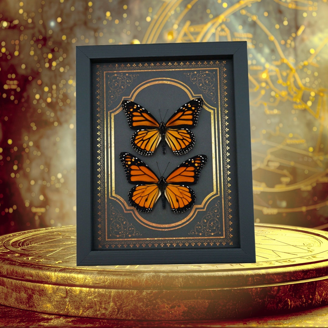 Framed Monarch Butterflies Gothic Gold Border Danaus Plexippus Pair ...