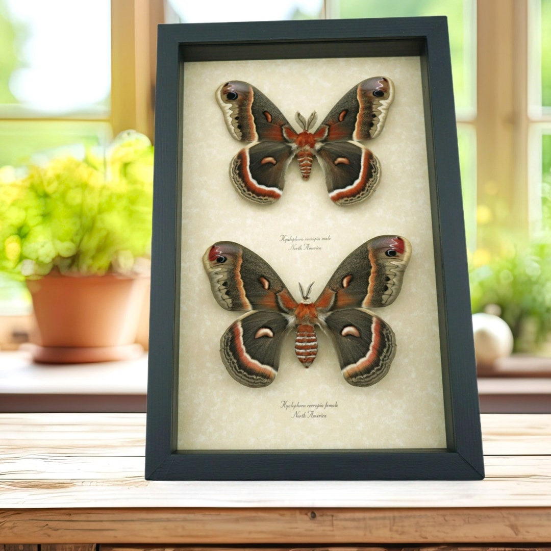 Cecropia Moth Pair Hyalophora Cecropia North American Silk Moths Framed ...