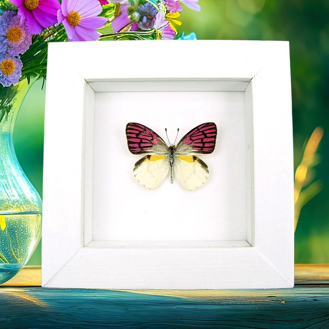 Real Framed Purple Pink Butterfly Colotis Zoe Taxidermy Vibrant White ...