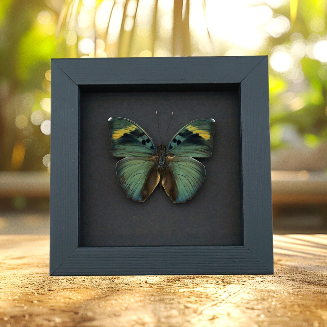 African Butterfly Euphaedra Medon Widespread Forester Framed Taxidermy ...