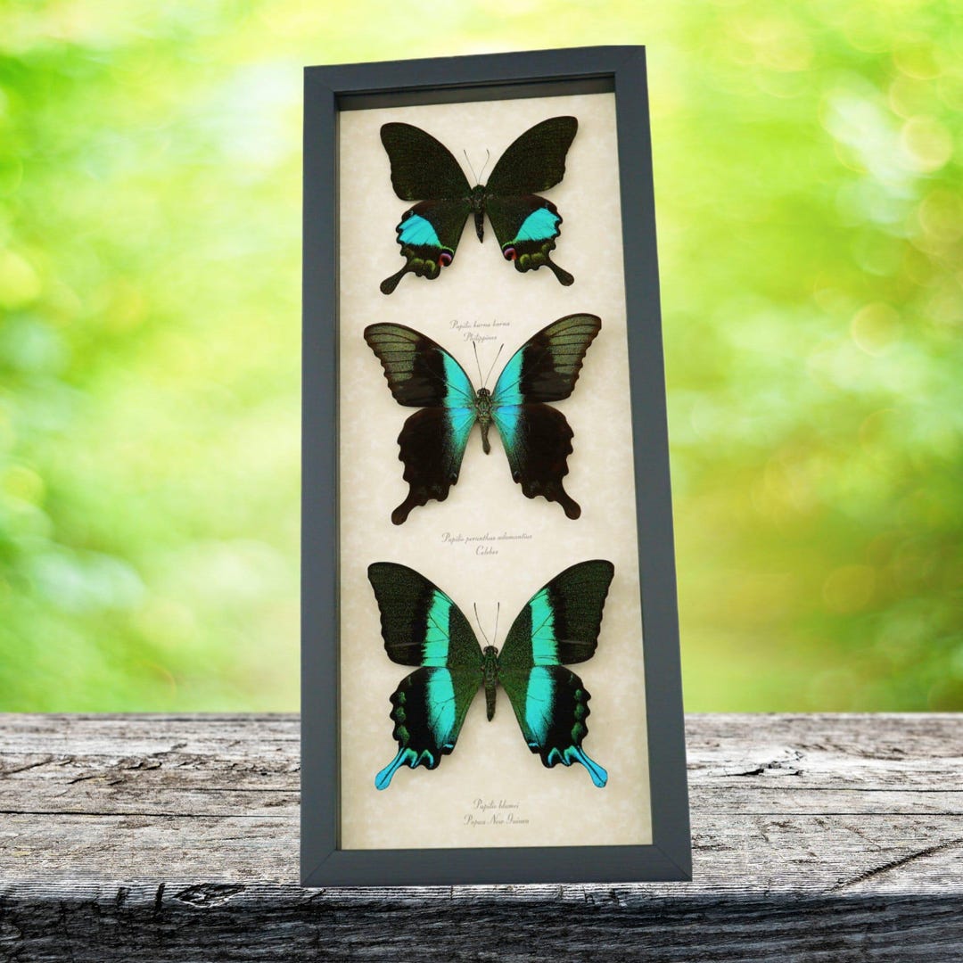 Green Butterfly Collection Framed Swallowtail Butterflies Taxidermy ...