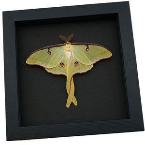 Real Framed Luna Moth Actias Luna Rubromarginata Resting Moonlight ...