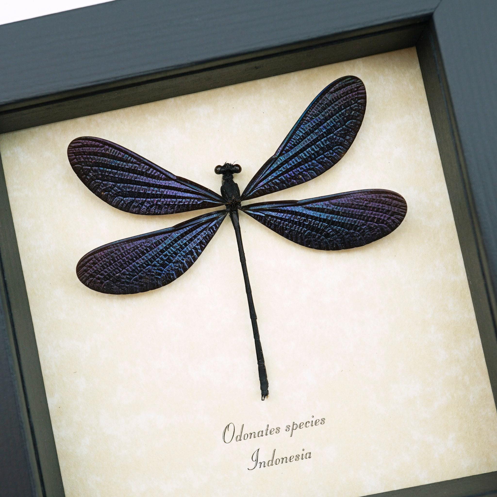 Real Framed Damselfly Aurora Borealis Shimmery Purple Damselfly Insect ...