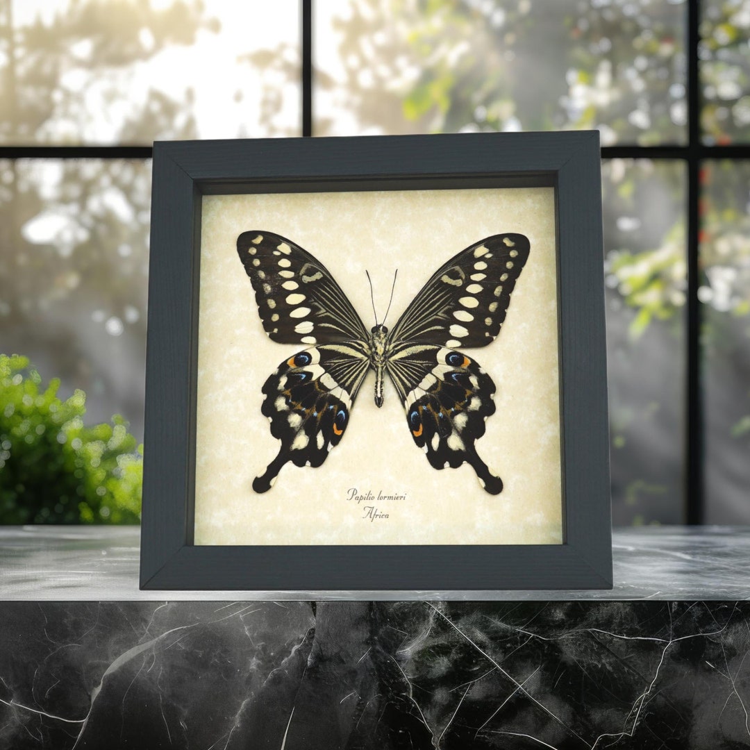 Papilio Lormieri Verso Butterfly Central Emperor Swallowtail Framed ...