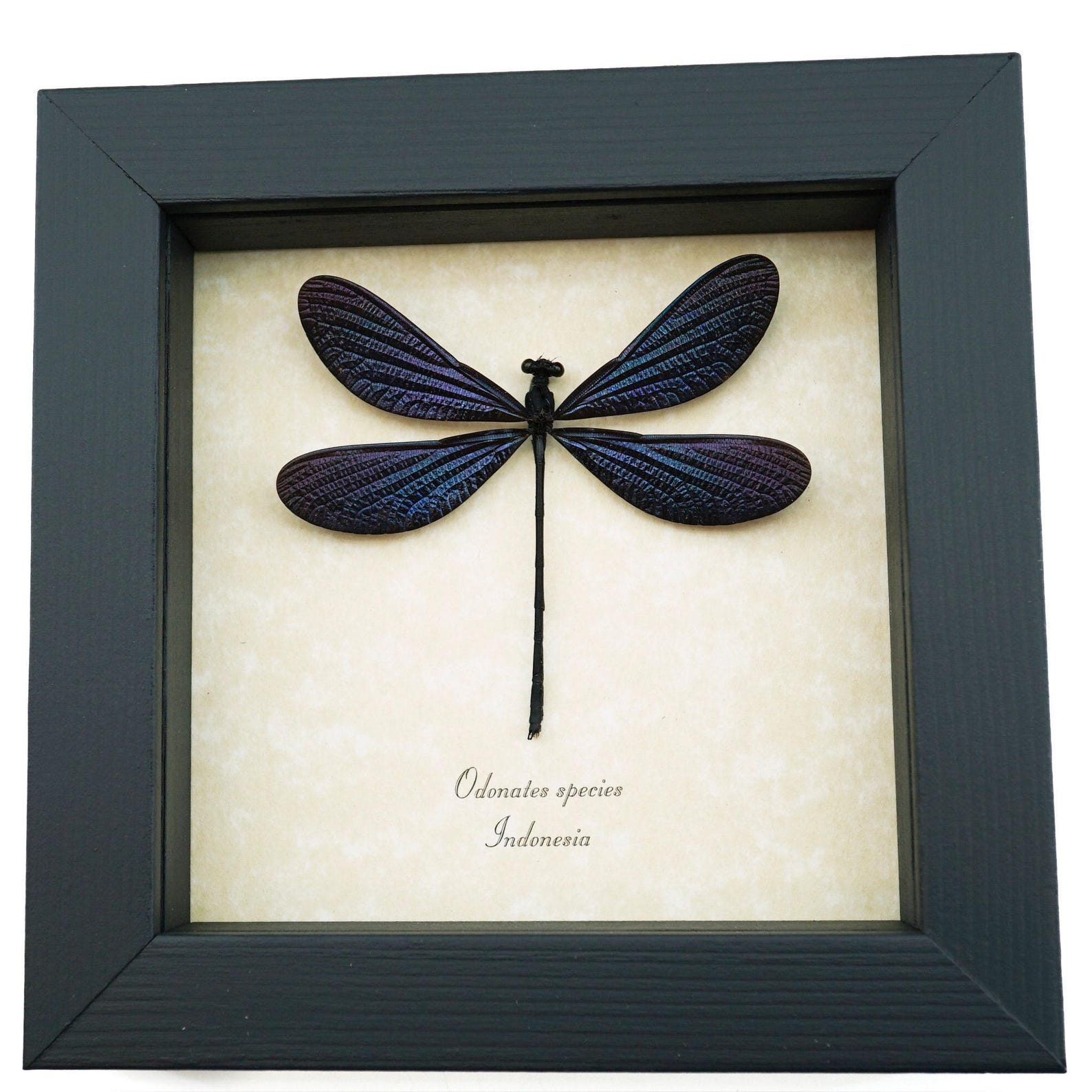 Real Framed Damselfly Aurora Borealis Shimmery Purple Damselfly Insect ...