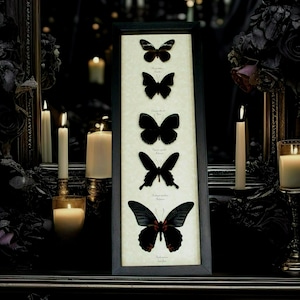 Black Butterfly Collection Real Framed Butterfies Taxidermy Display - Etsy