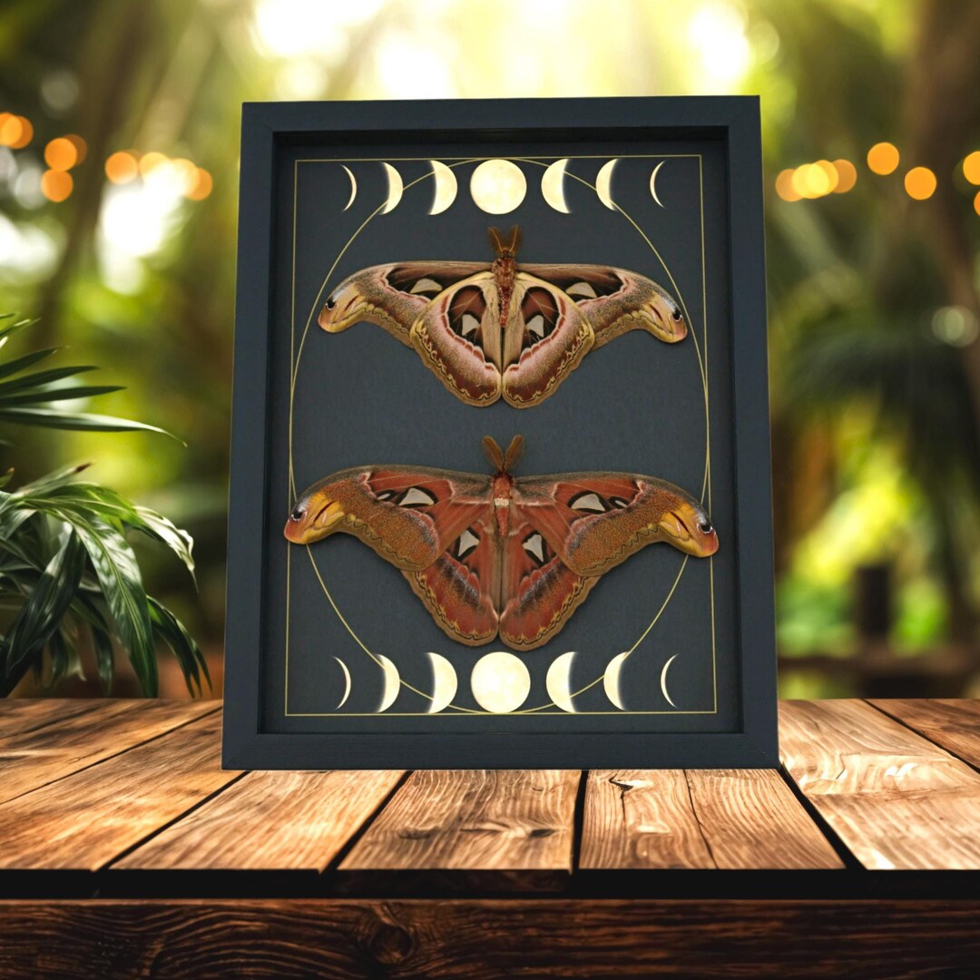 Real Atlas Moth Pair Gothic Moon Phases Attacus Atlas Moth Set Framed ...