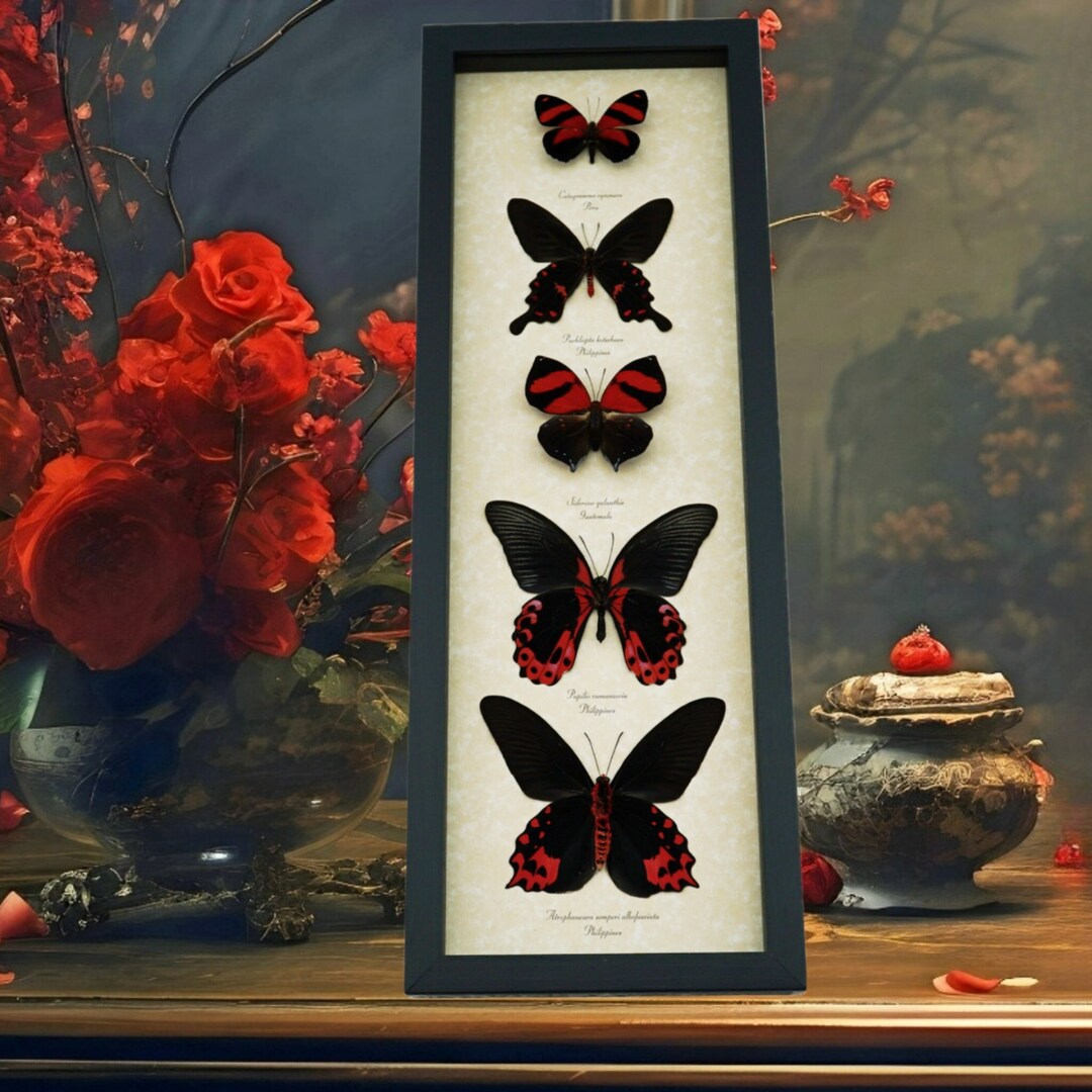 Red Black Gothic Butterfly Collection Real Framed Butterflies Taxidermy ...