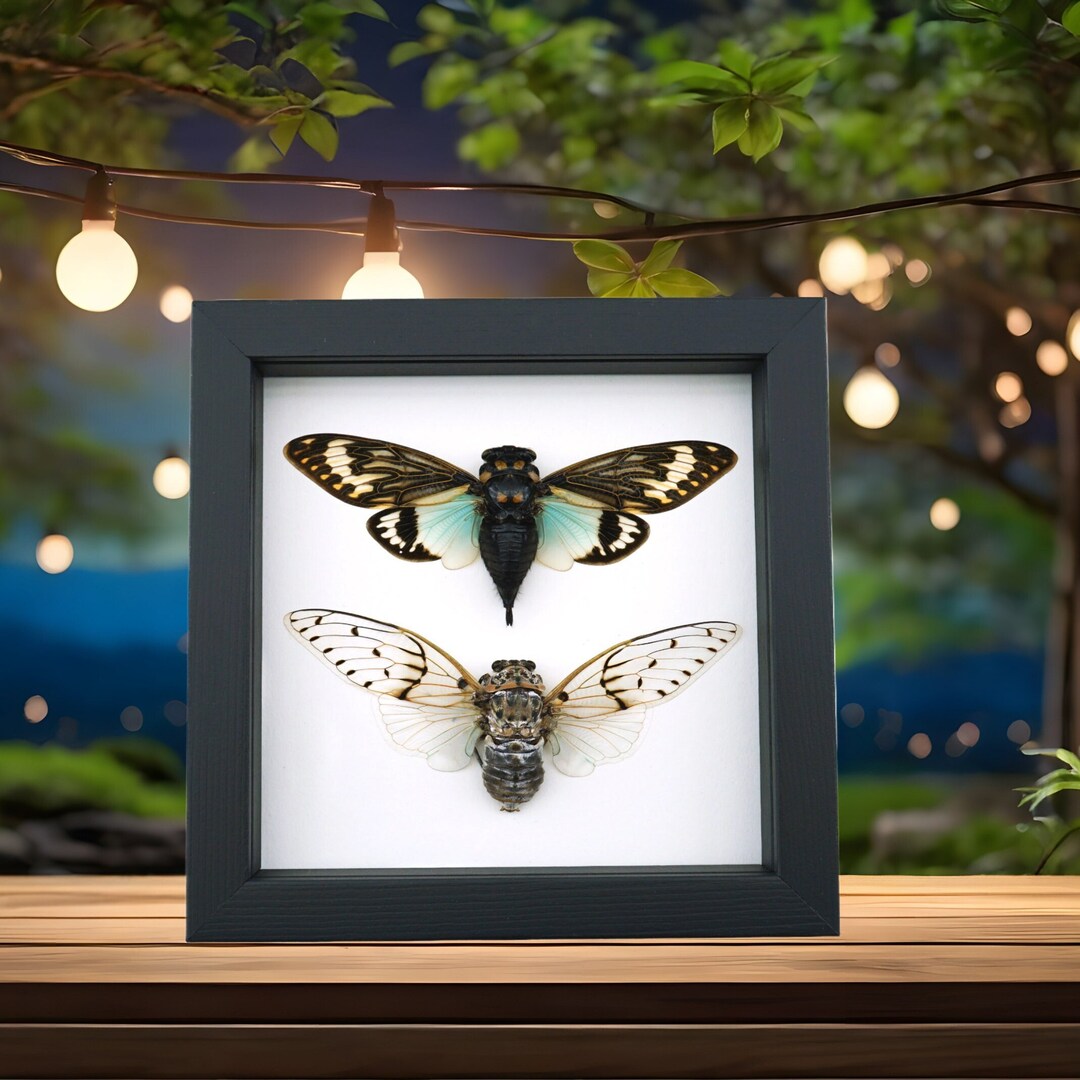 Real Framed Ghost Cicadas Blue White Cicada Collection Classic Black ...