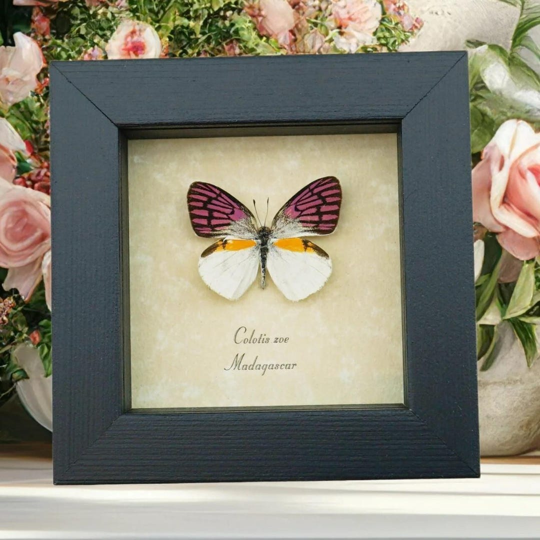 Real Framed Purple Pink Butterfly Colotis Zoe Taxidermy Display - Etsy