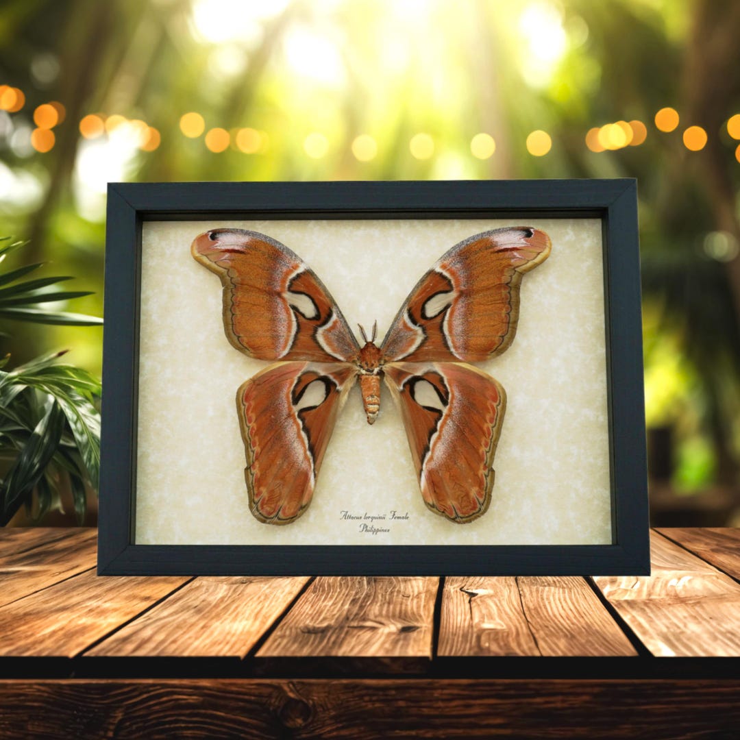 Real Snakehead Moth Attacus Lorquinii Female 7 Inch Wingspan Taxidermy ...