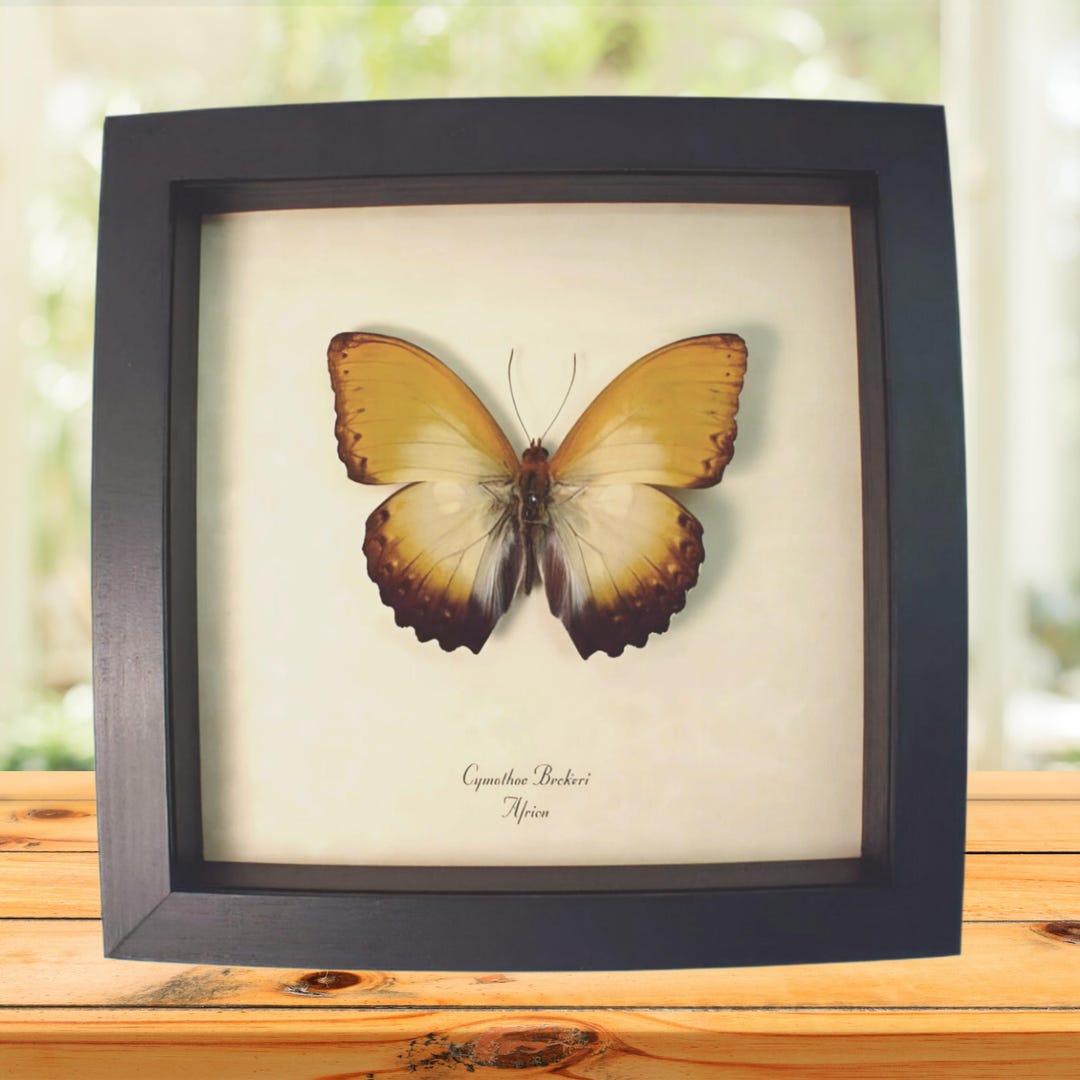 Cymothoe Beckeri Male African Butterfly Framed Taxidermy Display - Etsy